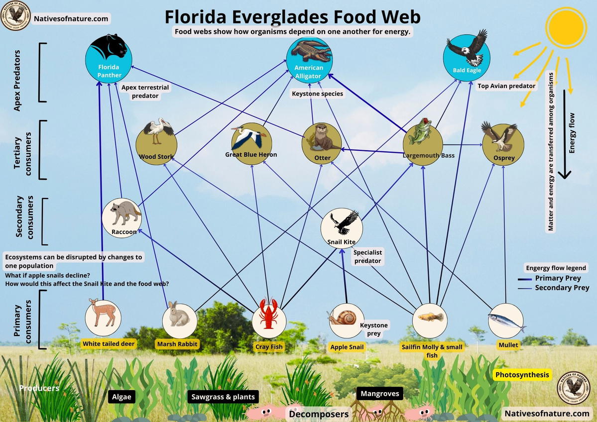The Florida Everglades Food Web Explained | NativesofNature