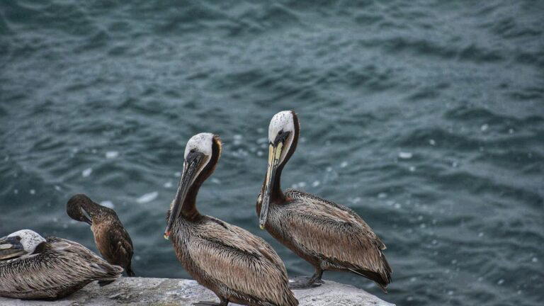 8 Remarkable Brown Pelican Behaviors in the Wild