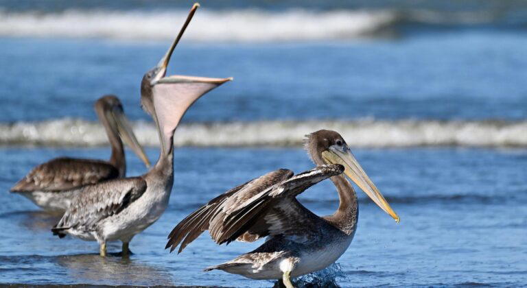 How Brown Pelicans Choose Nesting Sites